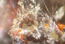 Improving Mindat.org : Same mineral specimen with 2 different MINIDs