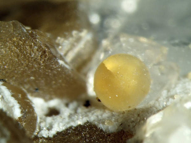 Dunton Gem Quarry, Newry, Oxford County, Maine, USA