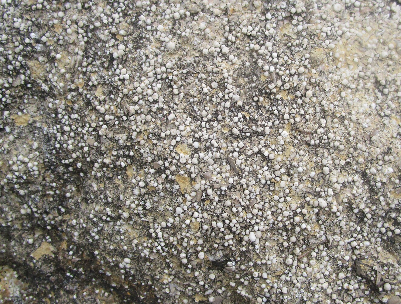 Crinoid-limestone: Mineral information, data and localities.