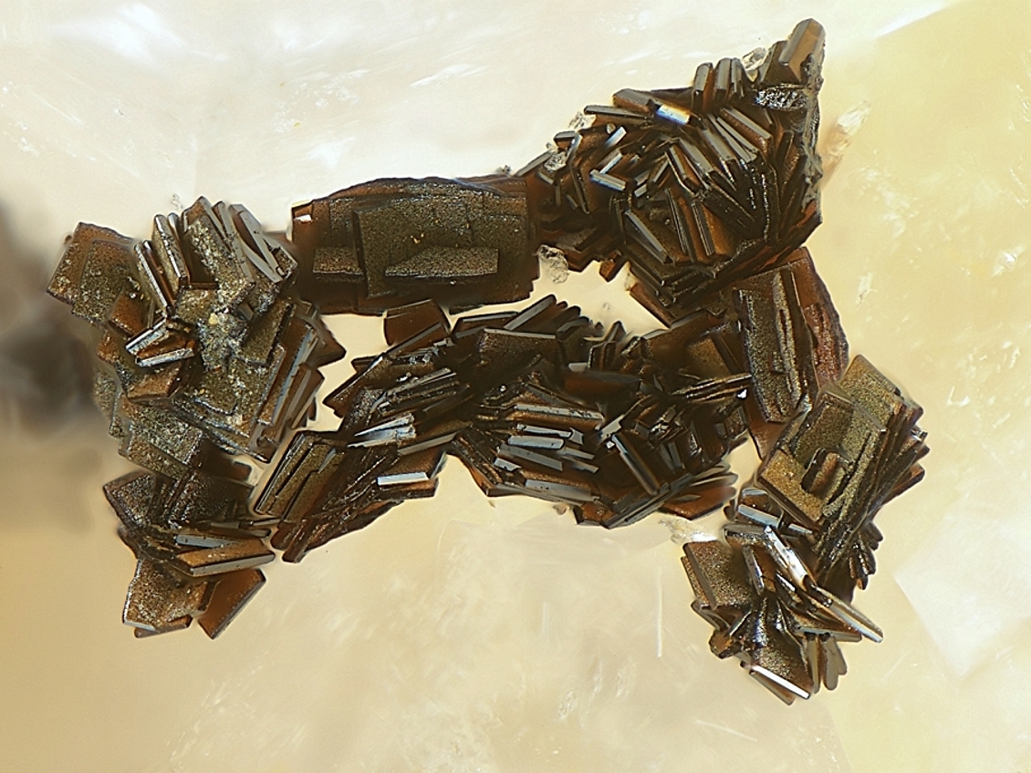 Rui Nunes' specimen and photo, April 2011.