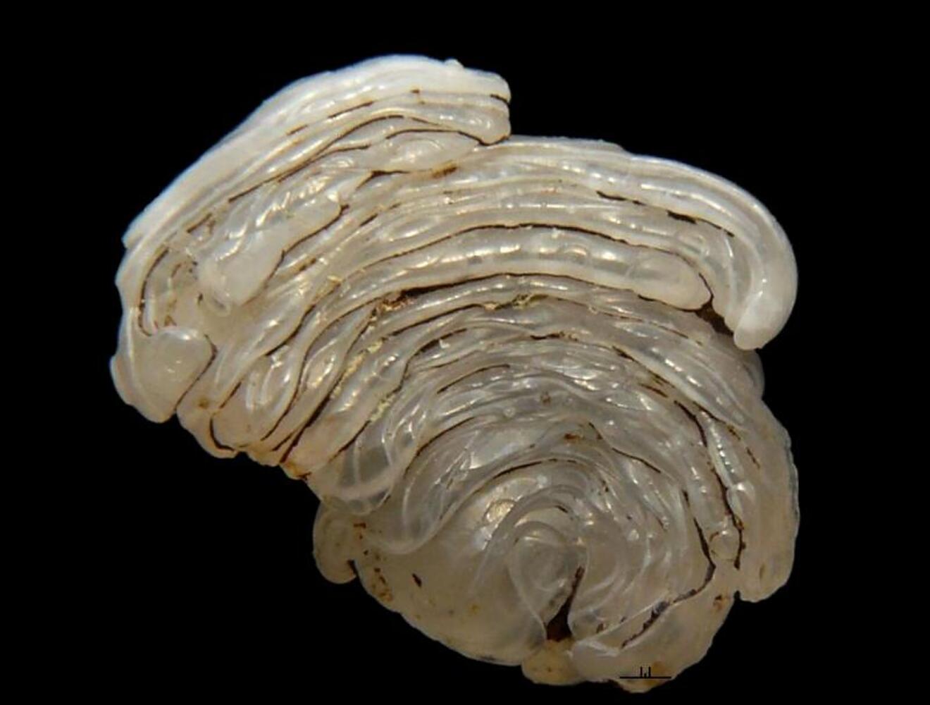 Opal-CT: Mineral information, data and localities.