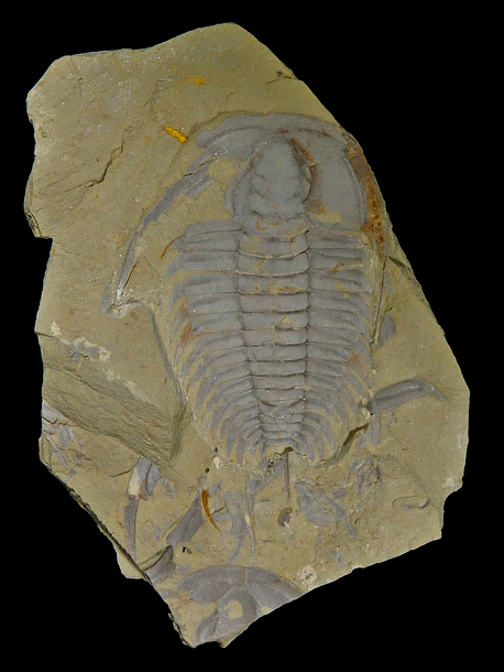 Trilobita
