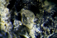 Education : Chert/chalcedony thin sections