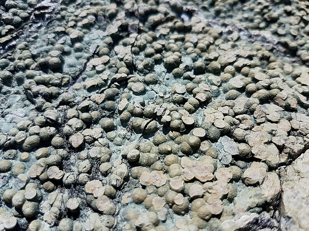 Variolite: Mineral information, data and localities.