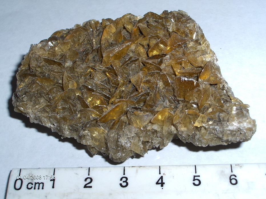 Specimen Photo Search