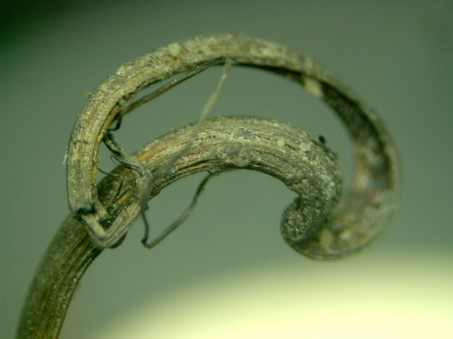 Butte Mining District (Summit Valley Mining District), Silver Bow ...