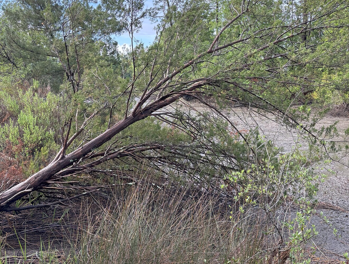 Rachel Roeske - Phosphorite, Marlstone and Fossils: An Analysis of the ...