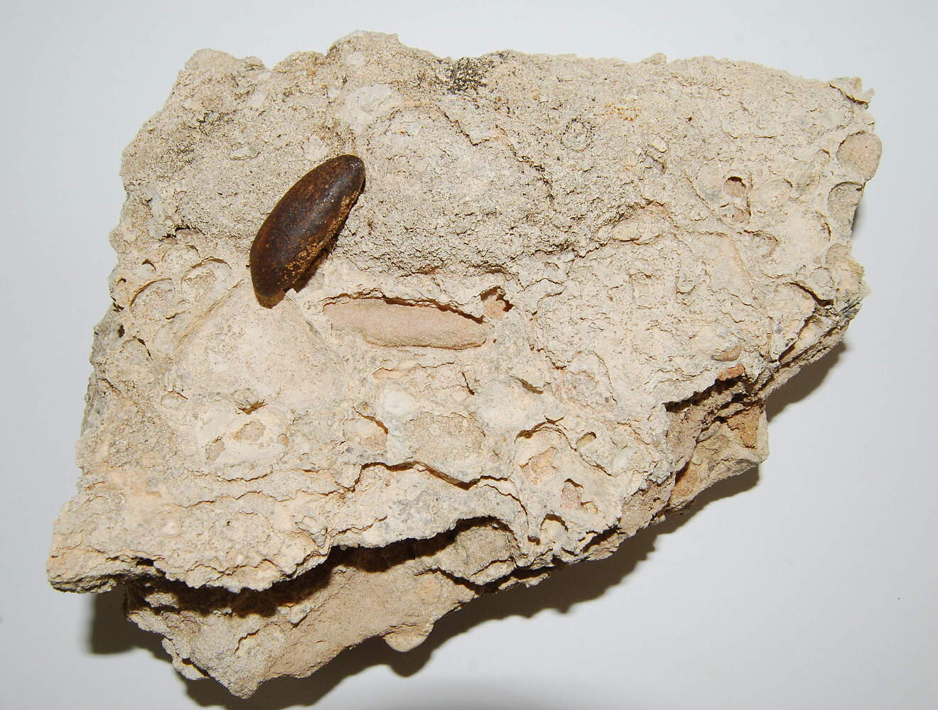 Fossils : Foraminifera?