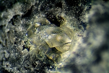 Education : Chert/chalcedony thin sections