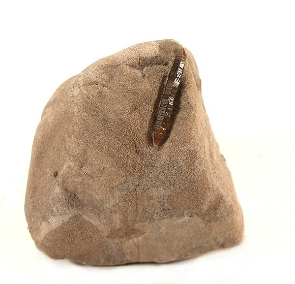 Snowbird Mine, Cedar Creek Mining District, Mineral County, Montana, USA