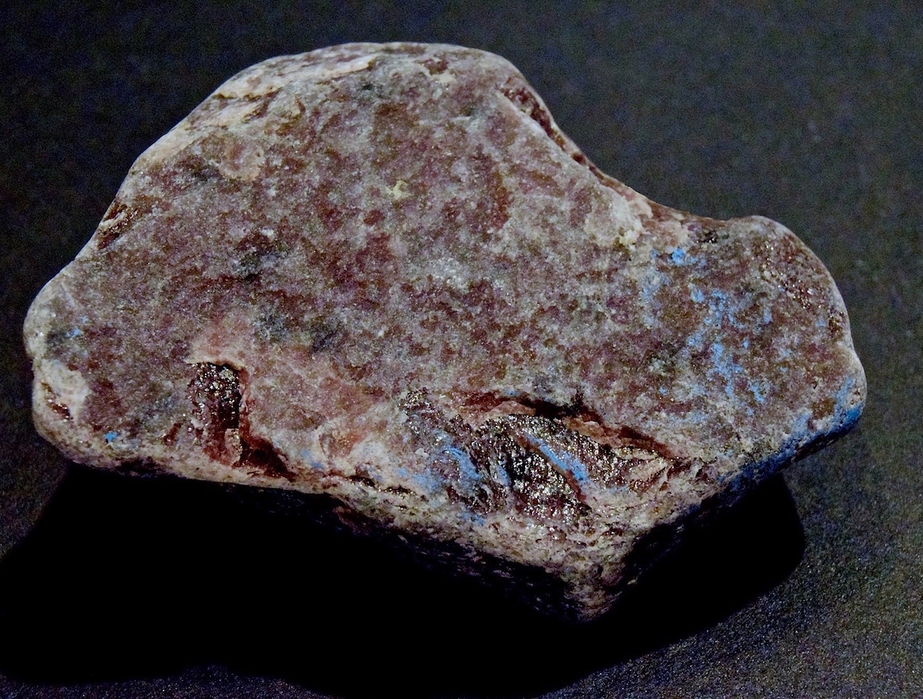 Identity Help : Turquoise on beach rocks?