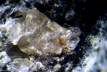 Education : Chert/chalcedony thin sections