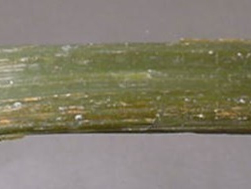 Serpentine Subgroup (Var: Picrolite)