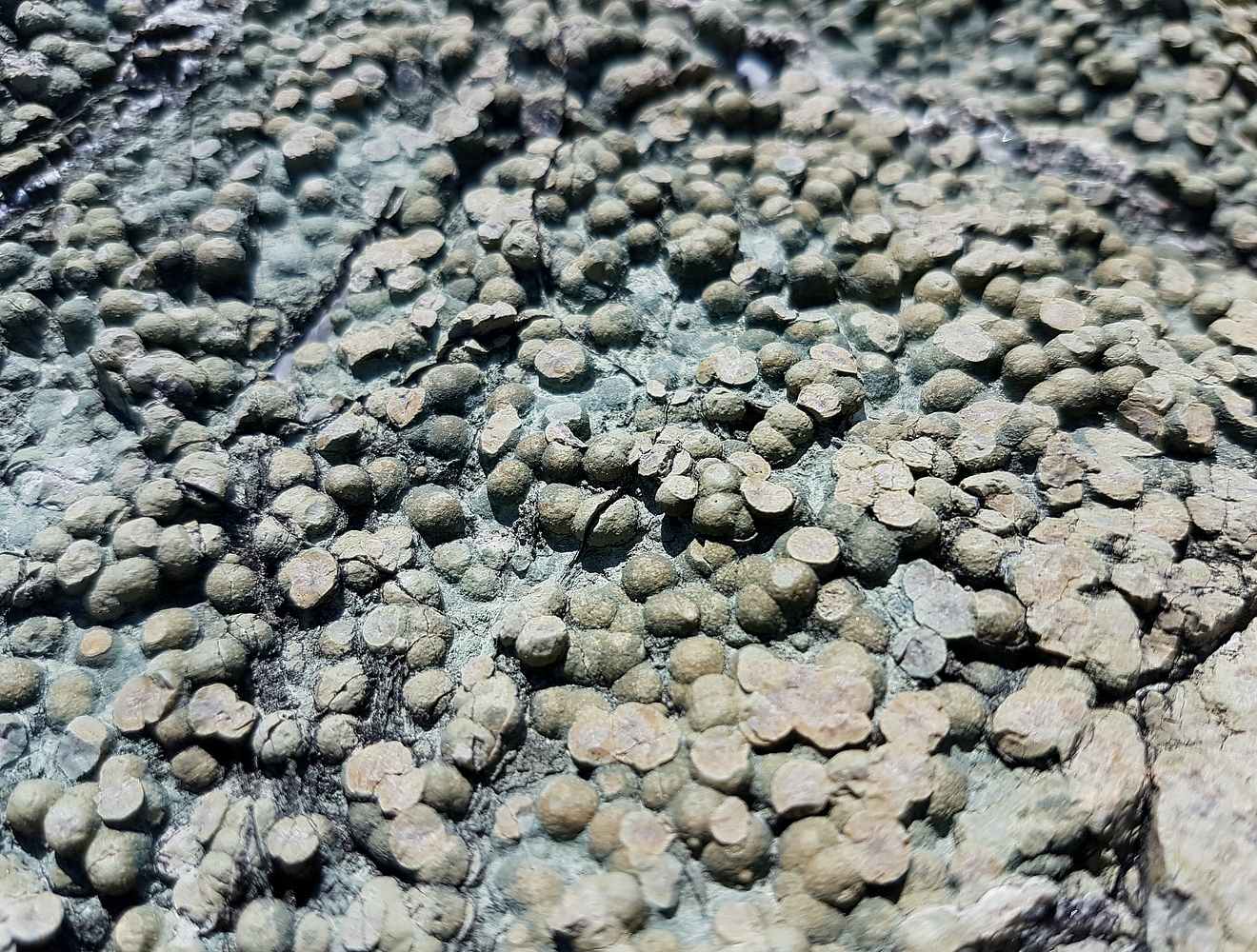 Variolite: Mineral information, data and localities.