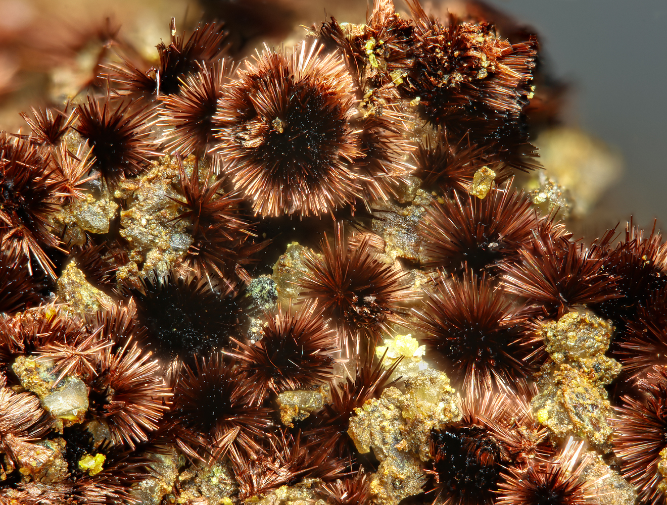 Improving Mindat.org : "Collected by" not shown in Gallery views