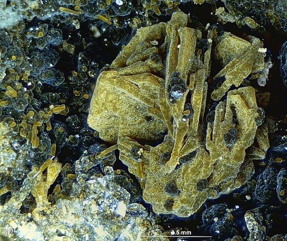 Te Henga Road quarry, Waitakere Ranges, Auckland Region, New Zealand