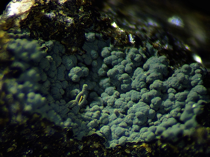 Te Henga Road quarry, Waitakere Ranges, Auckland Region, New Zealand