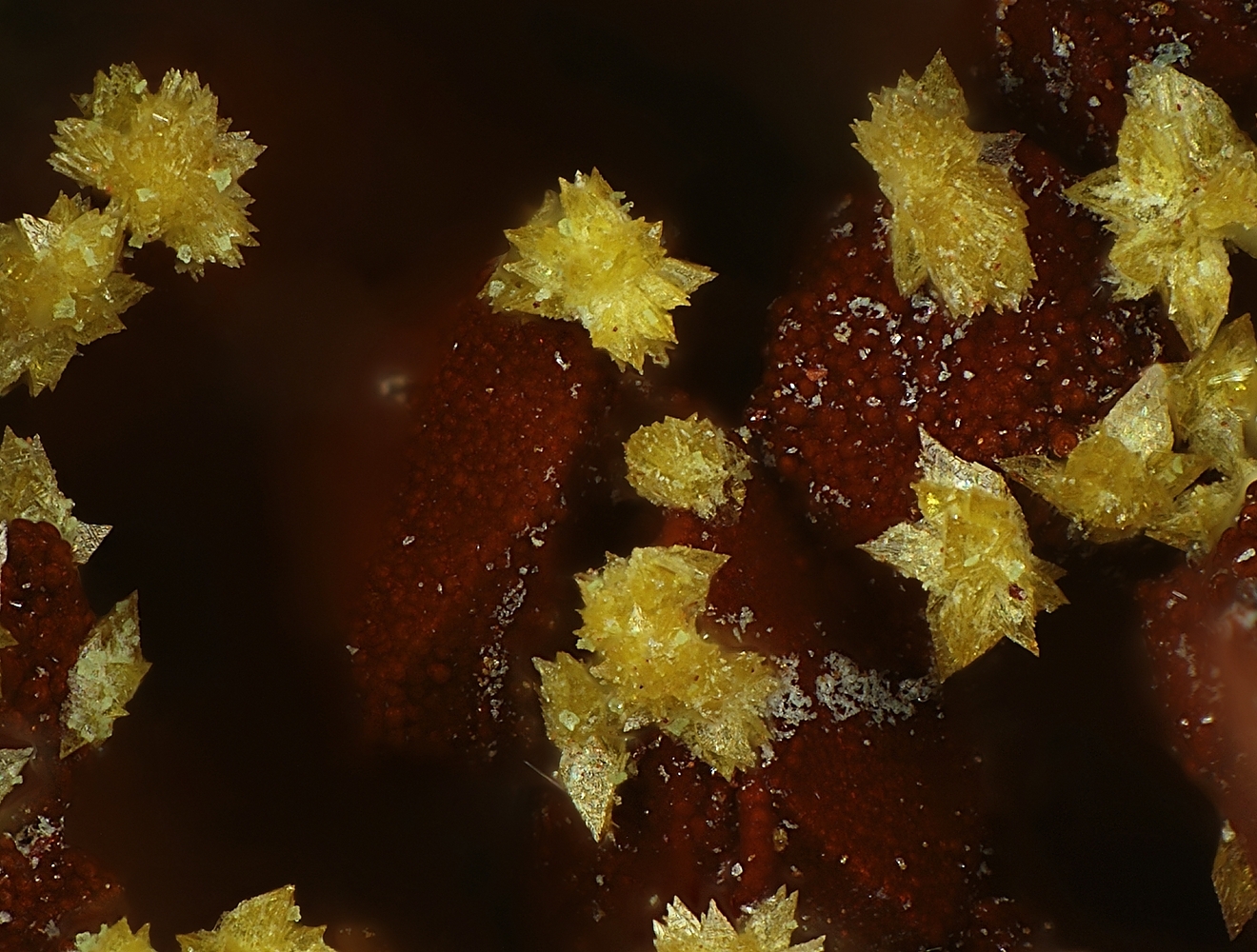 Photos : Incorrect ID