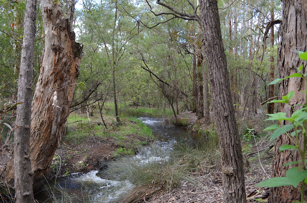 Boojidup Brook gold mines, Margaret River, Augusta-Margaret River Shire ...