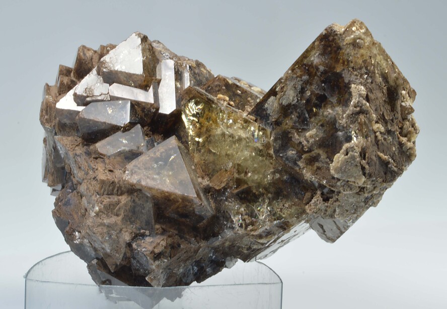 Mellite: Mineral information, data and localities.