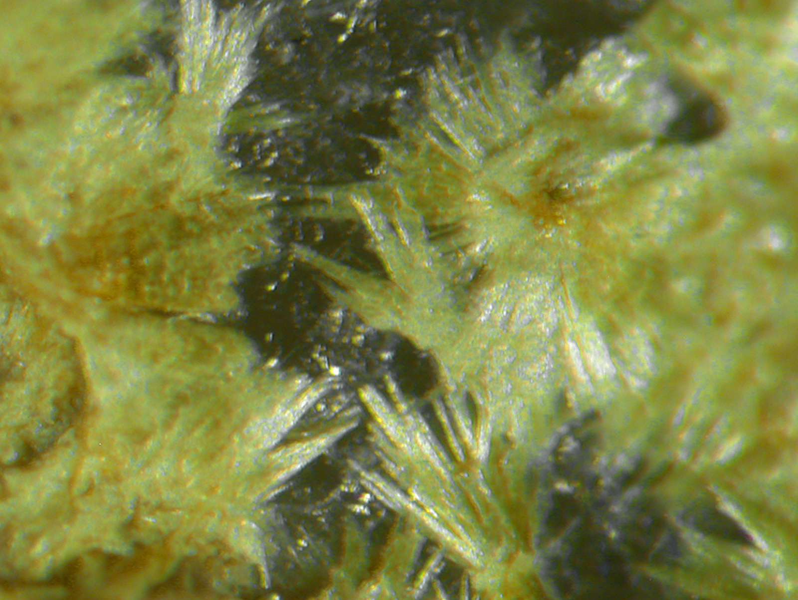 Terril St. Charles coal dump, Ransart, Charleroi, Hainaut, Wallonia ...