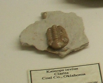 Trilobita