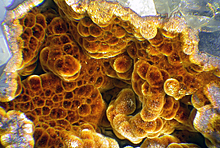 Education : Chert/chalcedony thin sections