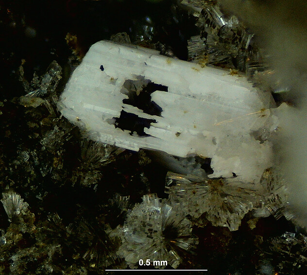 Te Henga Road quarry, Waitakere Ranges, Auckland Region, New Zealand