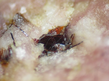 08700620017368784395353.jpg?cachekick=1