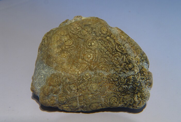 Beekite: Mineral information, data and localities.