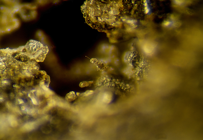 Te Henga Road quarry, Waitakere Ranges, Auckland Region, New Zealand