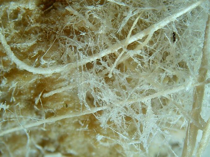 Lake Rotokawa, Wairakei, Taupo District, Waikato Region, New Zealand