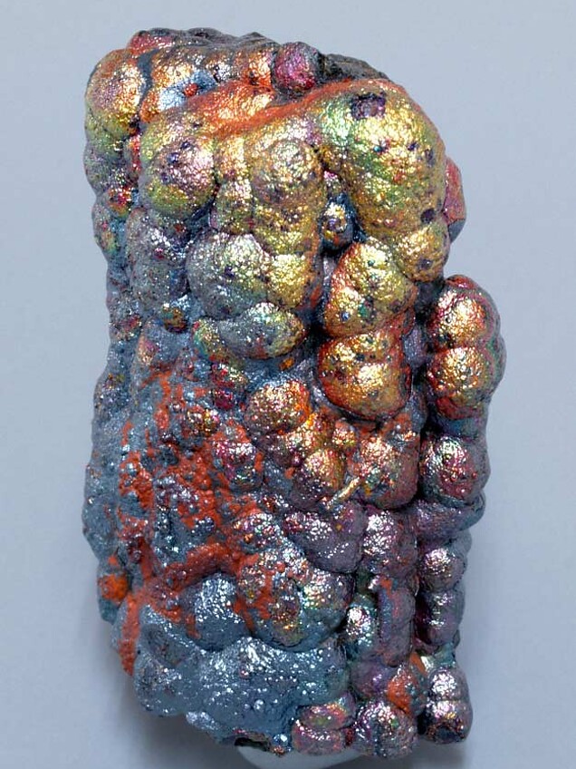 Rui Nunes' specimen and photo, April 2011.