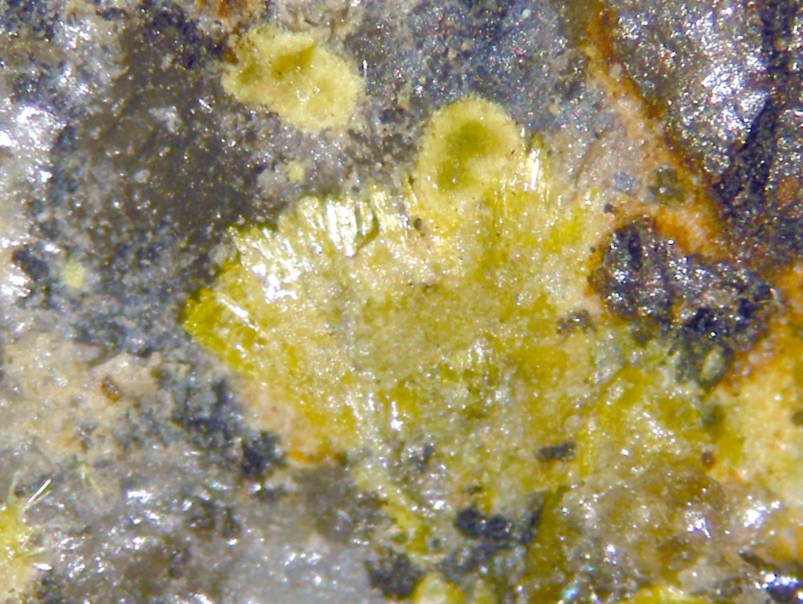 Field of view : 3mm, Photo & Collection : JM.Johannet.