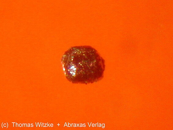 Native Nickel: Mineral information, data and localities.