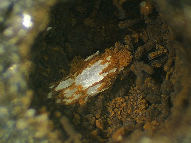 Te Henga Road quarry, Waitakere Ranges, Auckland Region, New Zealand