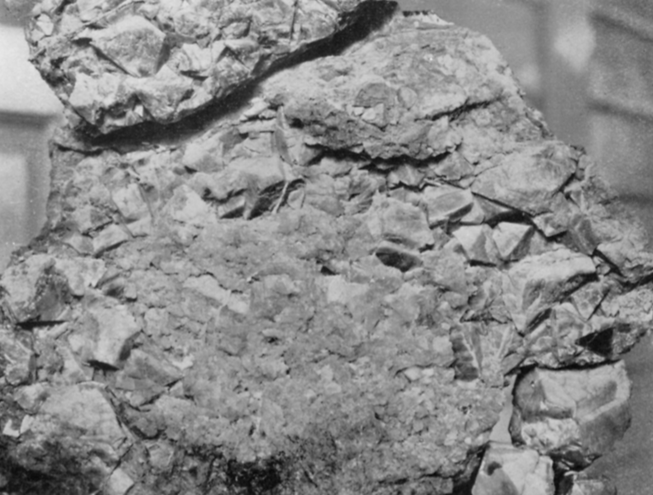 Localities : Kinta Valley, Gujang Mountains, Malacca, Malaysia