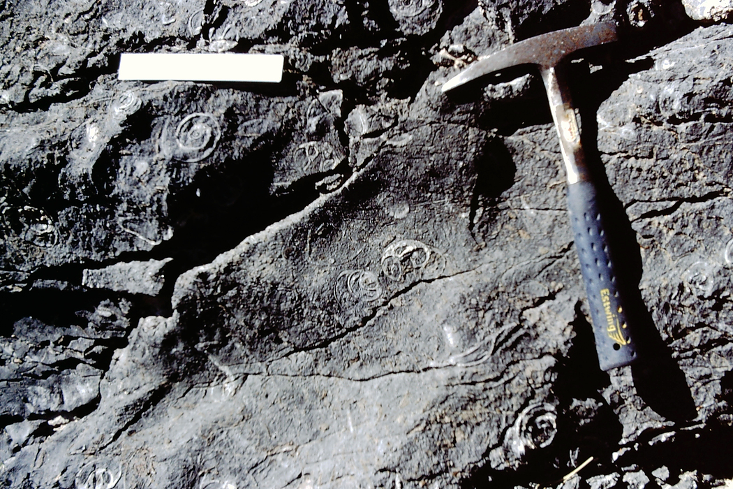 Ordovician Bioherm, Meiklejohn Mountain, Beatty, Bare Mountain Mining ...