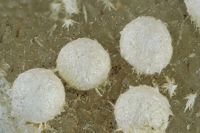 MA1-NT8 - Wavellite, Quartz