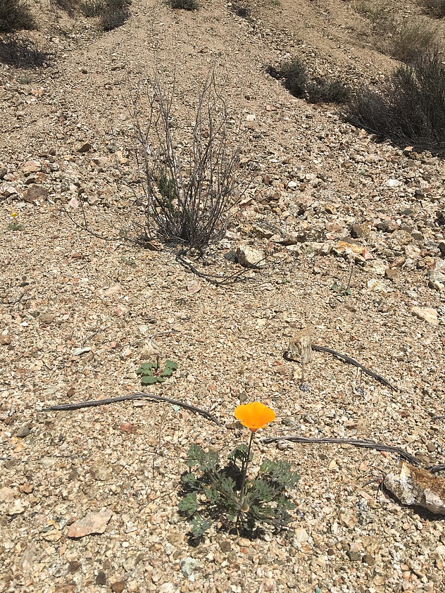 Emma Mine, Parker Mountain, Acton, Acton Mining District, Los Angeles ...