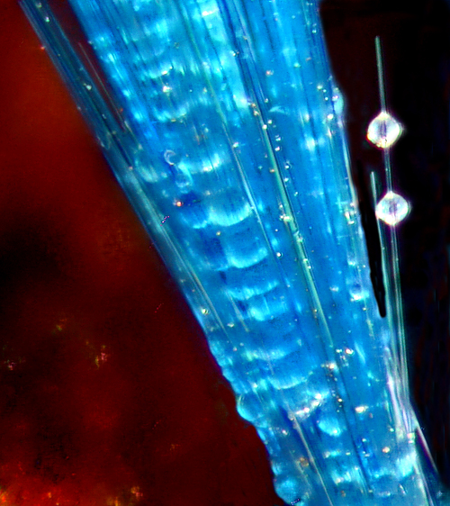 06866200017366825049876.jpg?cachekick=1