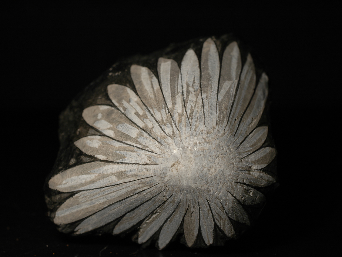 Chrysanthemum Stone