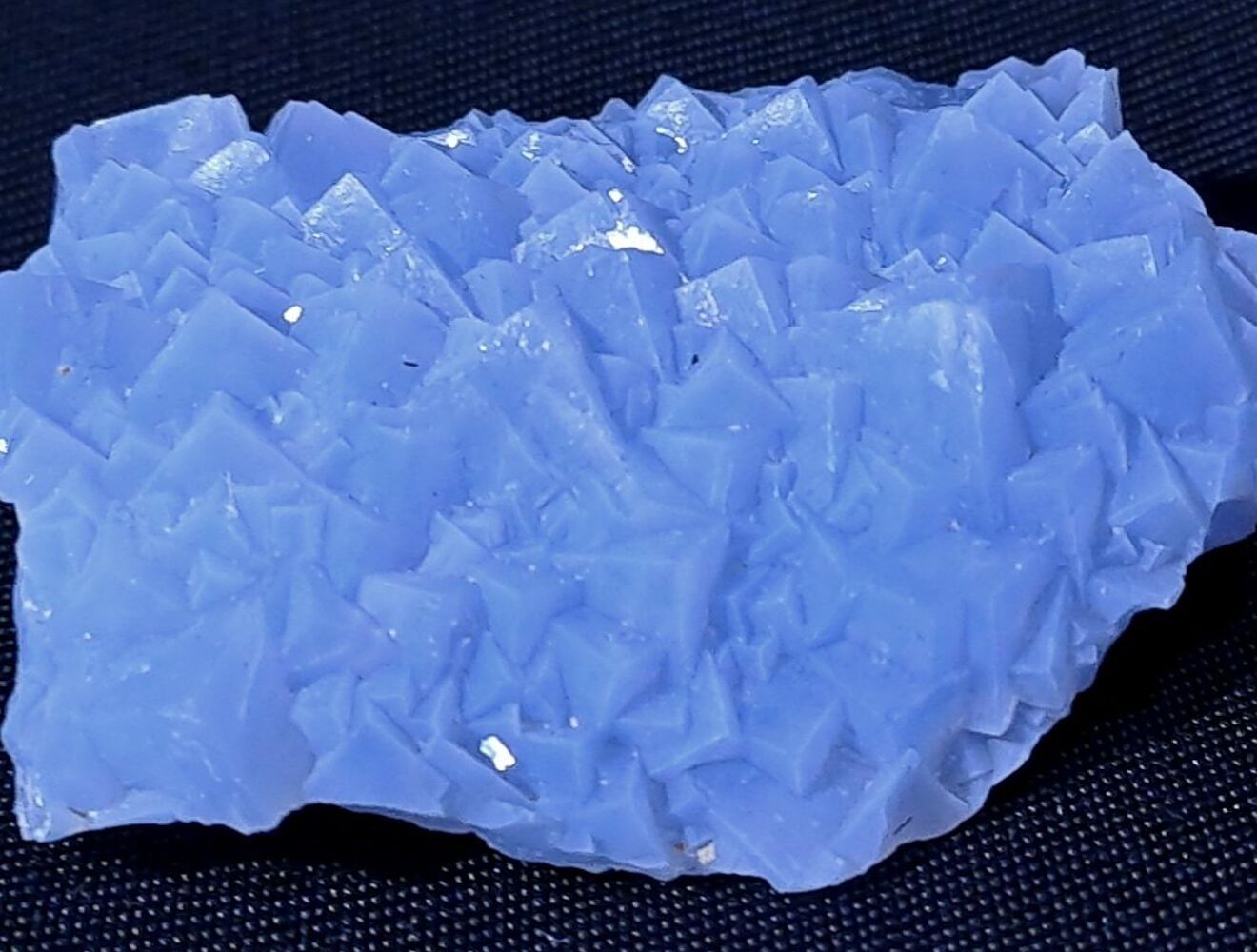 Photos : Different Trestia