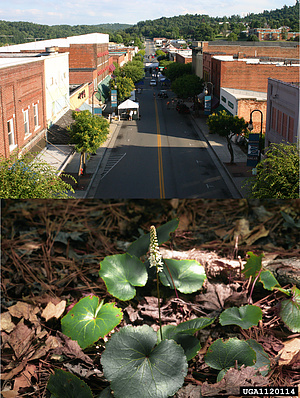 Galaxite: Mineral information, data and localities.