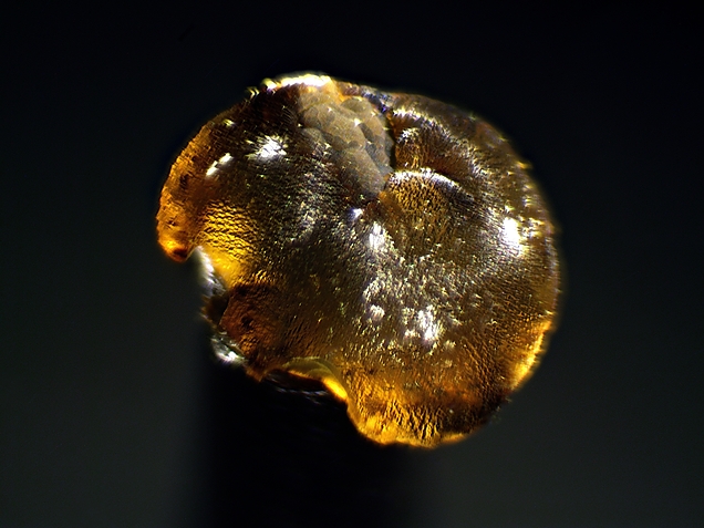 Te Henga Road quarry, Waitakere Ranges, Auckland Region, New Zealand