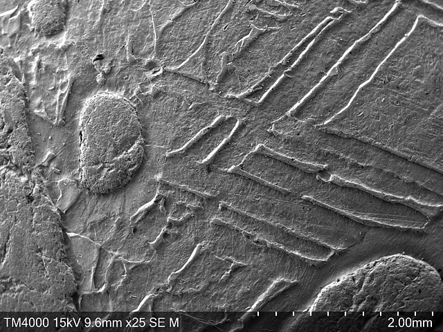 Troilite, Taenite, Native Iron (Var: Kamacite)