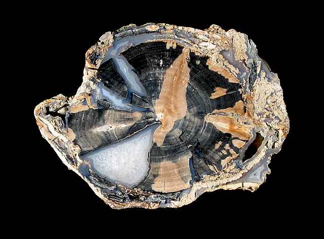 Petrified Wood