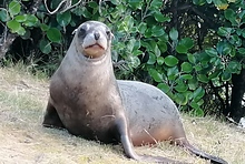 Education : Chert/chalcedony thin sections