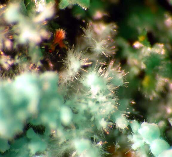 Grandview Mine, Horseshoe Mesa, Grandview Mining District, Coconino ...