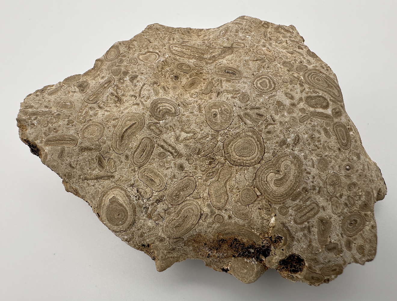 Microbialite: Mineral information, data and localities.